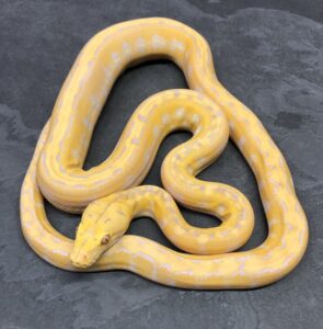 Lavender Albino Reticulated Python Potential – A 2 Z Reptiles