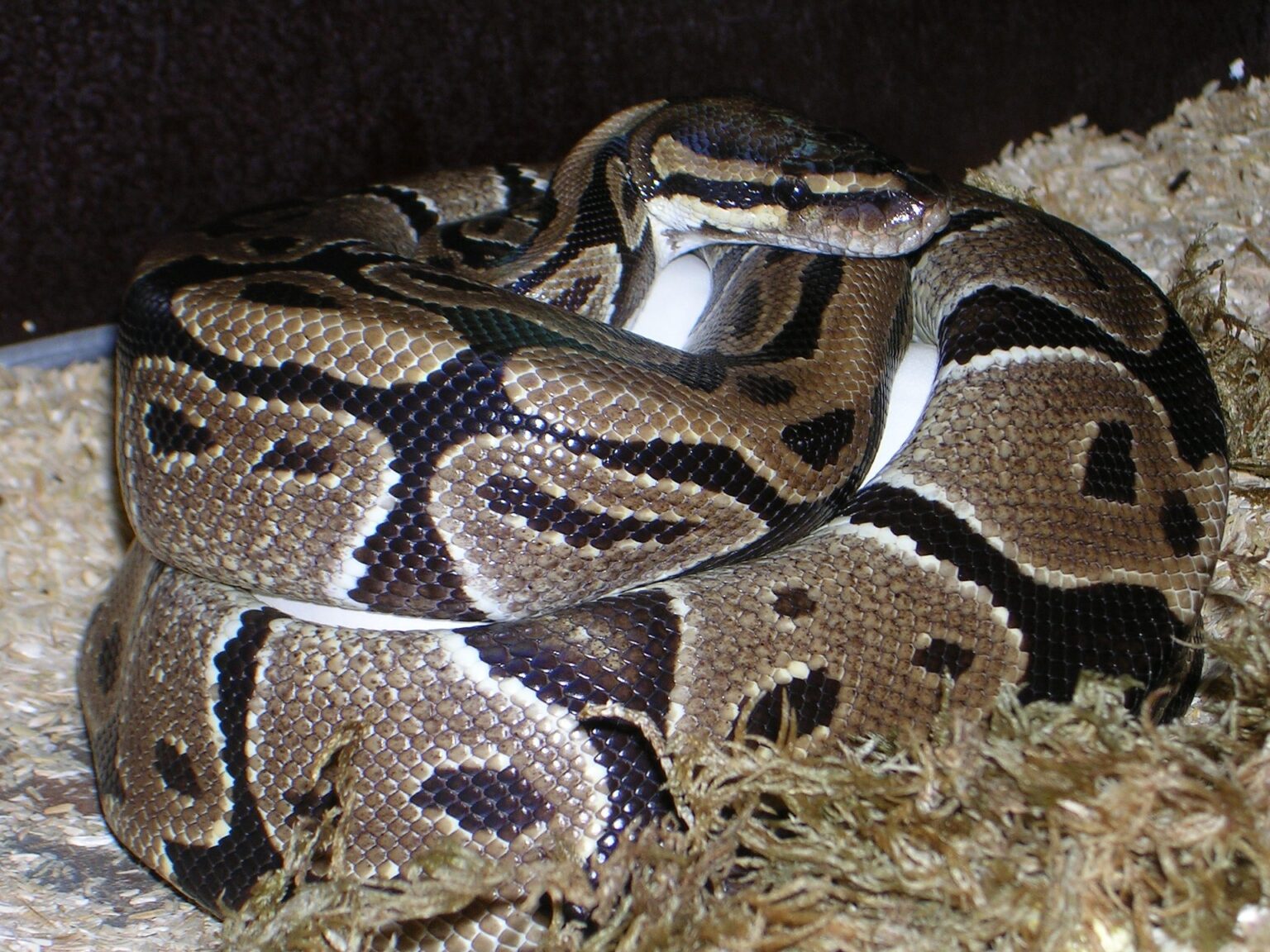 Ball Python Habitat – A 2 Z Reptiles